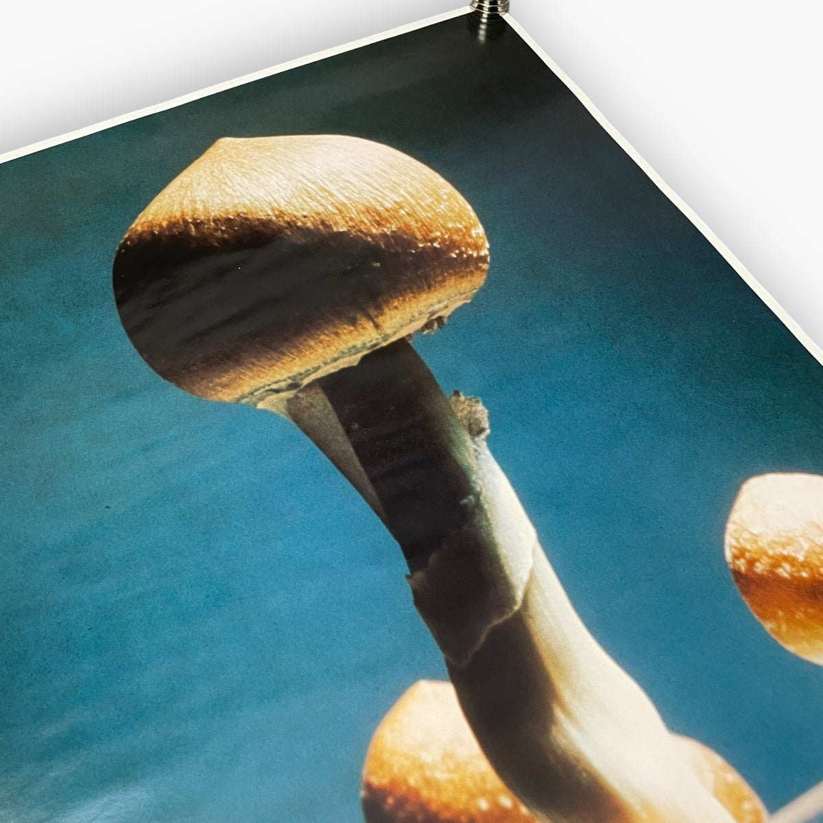 1978 PSILOCYBIN POSTER – JERKS™