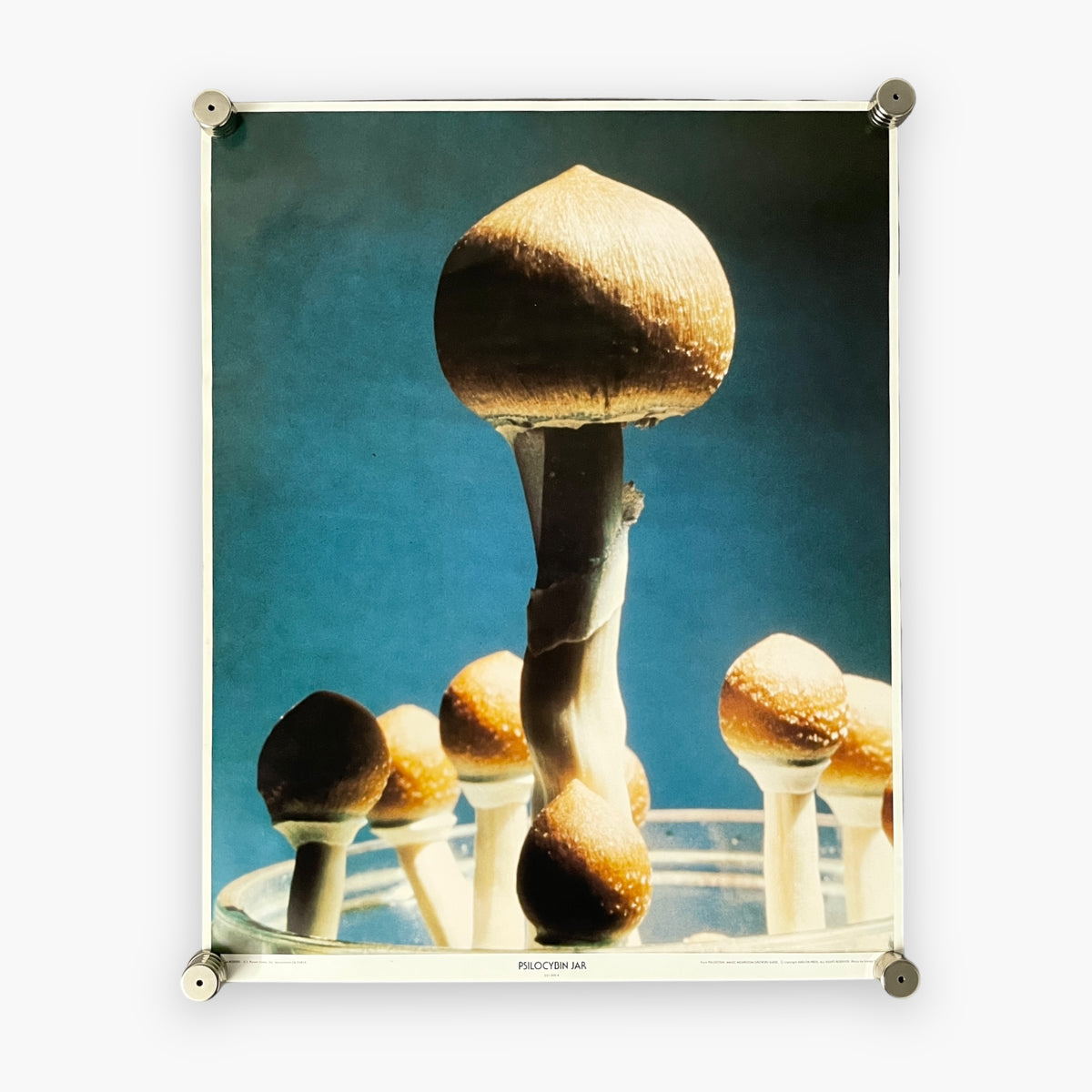 1978 PSILOCYBIN POSTER – JERKS™